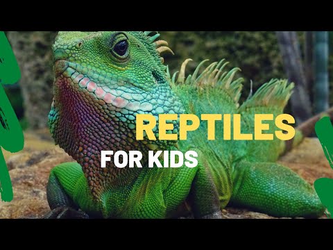 All About Reptiles for kids | Reptile characteristics | Lizards, Turtles, Crocodiles