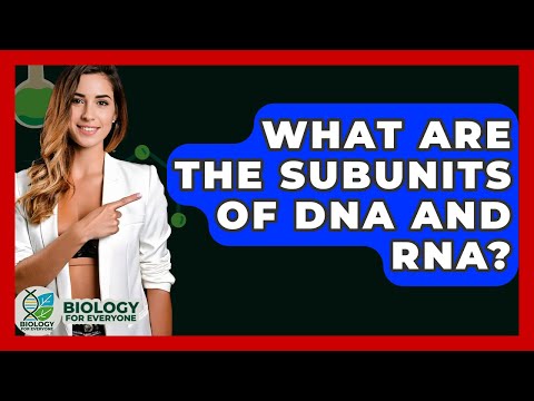 What Are The Subunits Of DNA And RNA? - Biology For Everyone