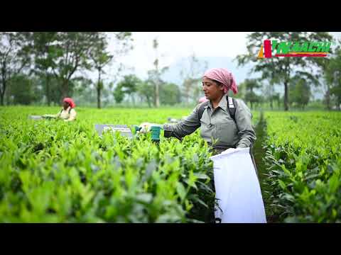 Patel Agrotech Private Limited - Trader - Wholesaler / Distributor of ...