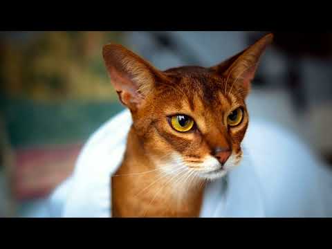 how do you pronounce abyssinian cat