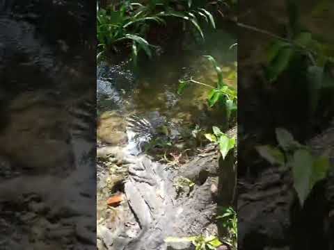 RIO CANDELARIA