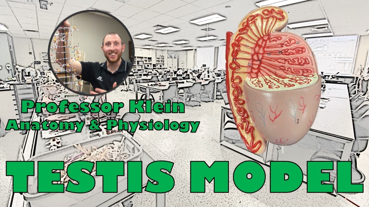Testis Model (with Subtitles)