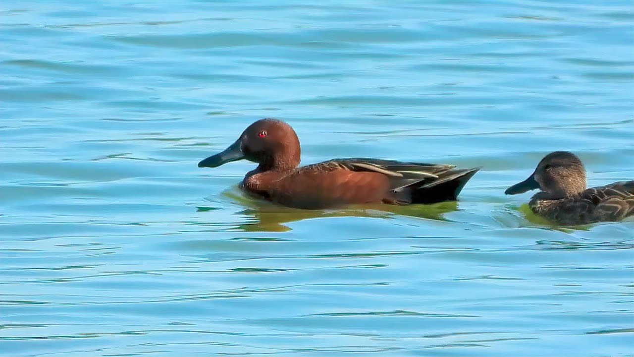 Cinnamon Teal - Pat O'Neil's Video Bird ID's