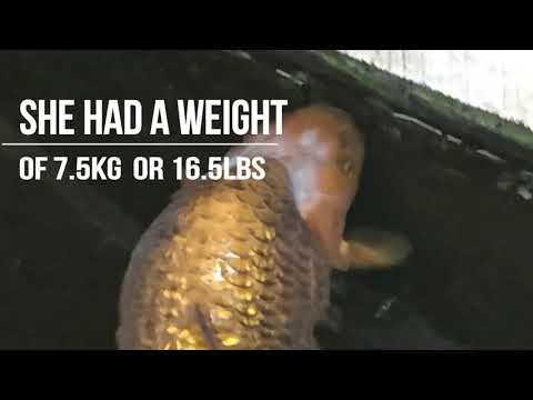 THE OLDEST CARP IN THE WORLD KOI HANAKO HISTORY of a 226 year old fish