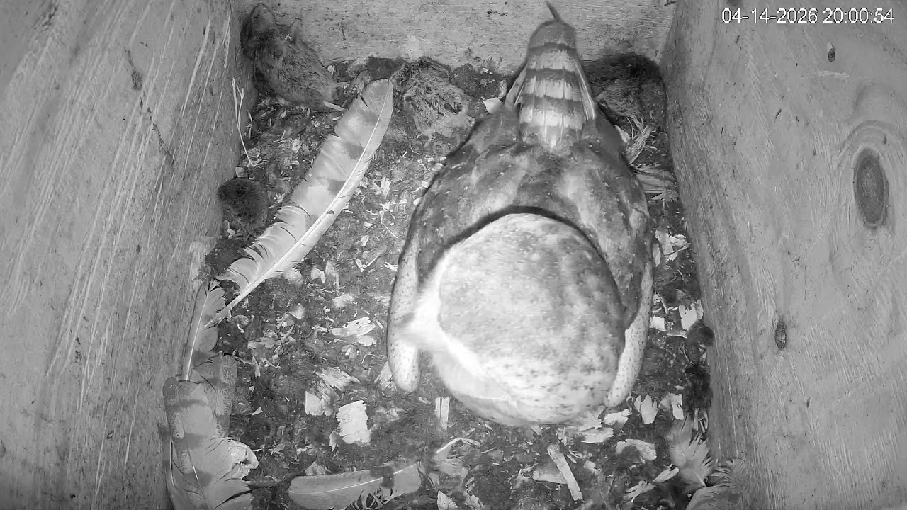 NC Wildlife Owl Cam (Inside Box)