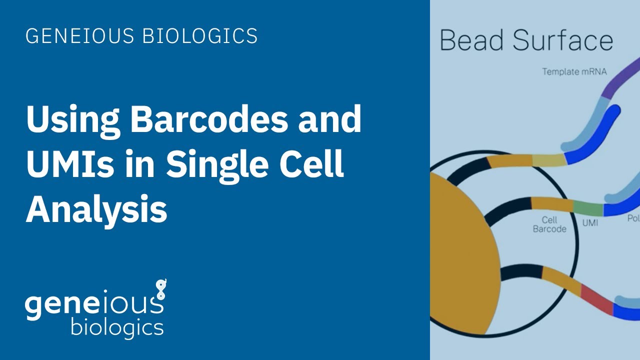 Barcodes and UMIs Explained: How Geneious Biologics Processes Your NGS Antibody Data