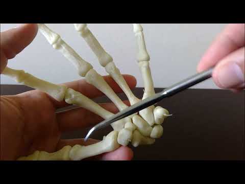 Appendicular Skeleton, Upper Limb - Hand