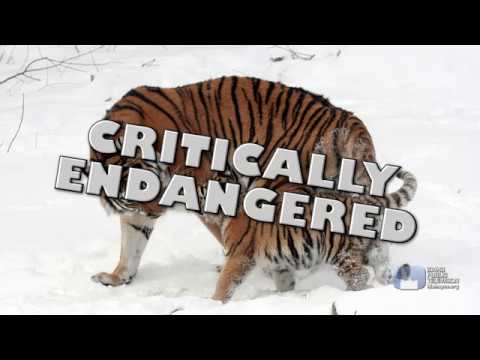 Science Trek: Endangered Species: Endangered Species Basics