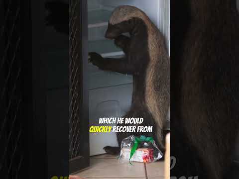 Stoffel The Honey Badger | Master of Mayhem and Mischief