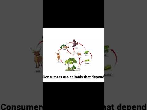 Ecosystem Explained | Energy Flow, Food Webs, Pyramids | Class 12 + NEET Biology