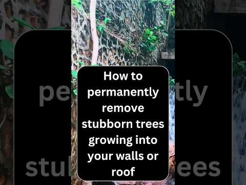 Effective Tree Removal | Tree Removal |