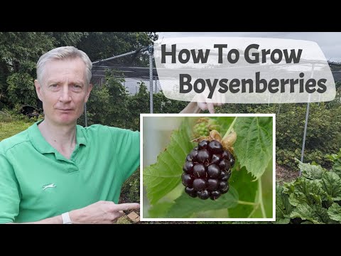 How To Grow Boysenberries - Boysenberries Are A Raspberry Blackberry Cross With A Superb Flavour
