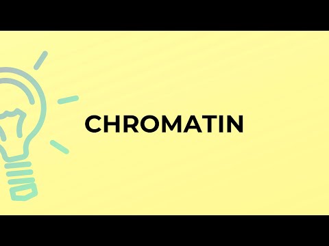 What is the meaning of the word CHROMATIN?