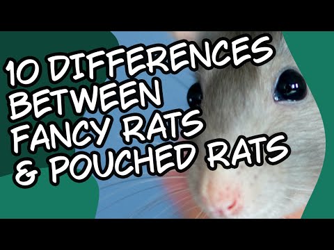 Top 10 Differences, Fancy Rats and Pouched Rats Gambian Pouched Rat