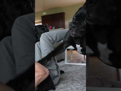 Dog Attacked Me play fight #shorts #viral #funnydogs #pets
