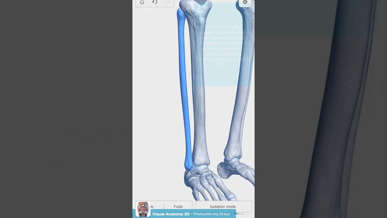 Visual Anatomy 3D: Fibula Facts