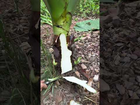 Do you know what to do with tree trunks?