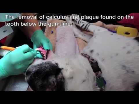 Pet Dental Cleanings at TSVC