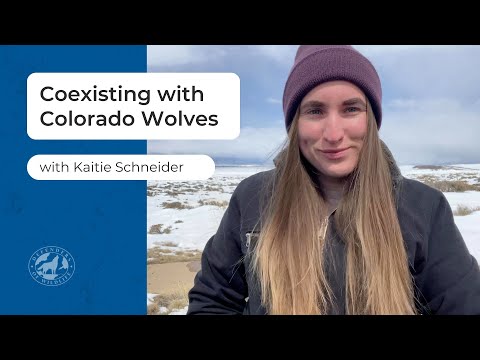 Defenders: A Day in the Life - Coexisting with Colorado Wolves