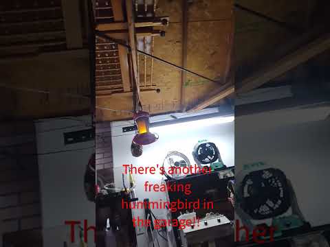 the first hummingbird in the garage for the year 🤣🙊🤣