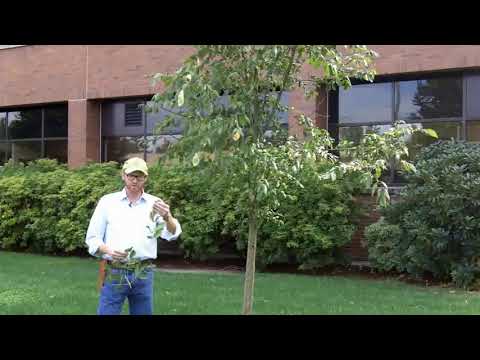 Oregon ash (Fraxinus latifolia) - Plant Identification