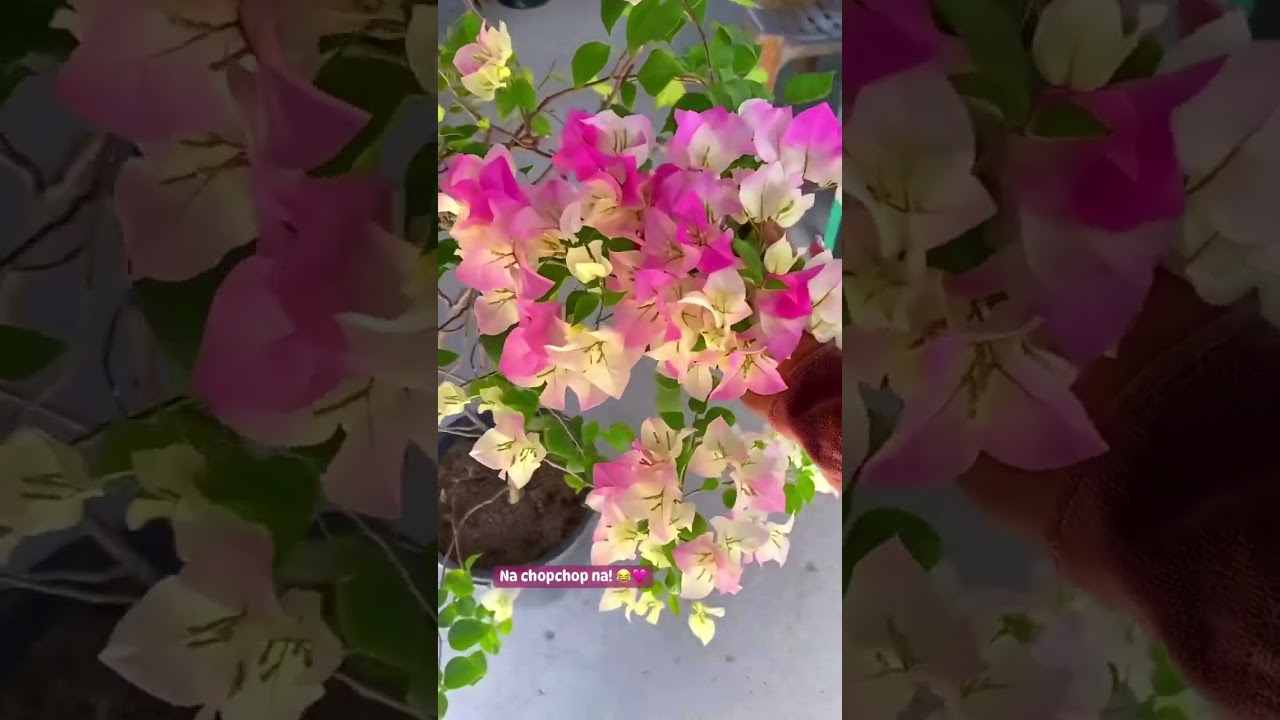 Rare ID / Bougainvillea Garden / Flowers Bloom / Rare Collection / Tips  / grafted / grow / trick