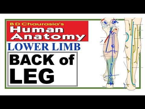 Chp9 | Back of LEG | Lower Limb | Calf Muscles | Peripheral Heart | BD Chaurasia | Dr Asif Lectures