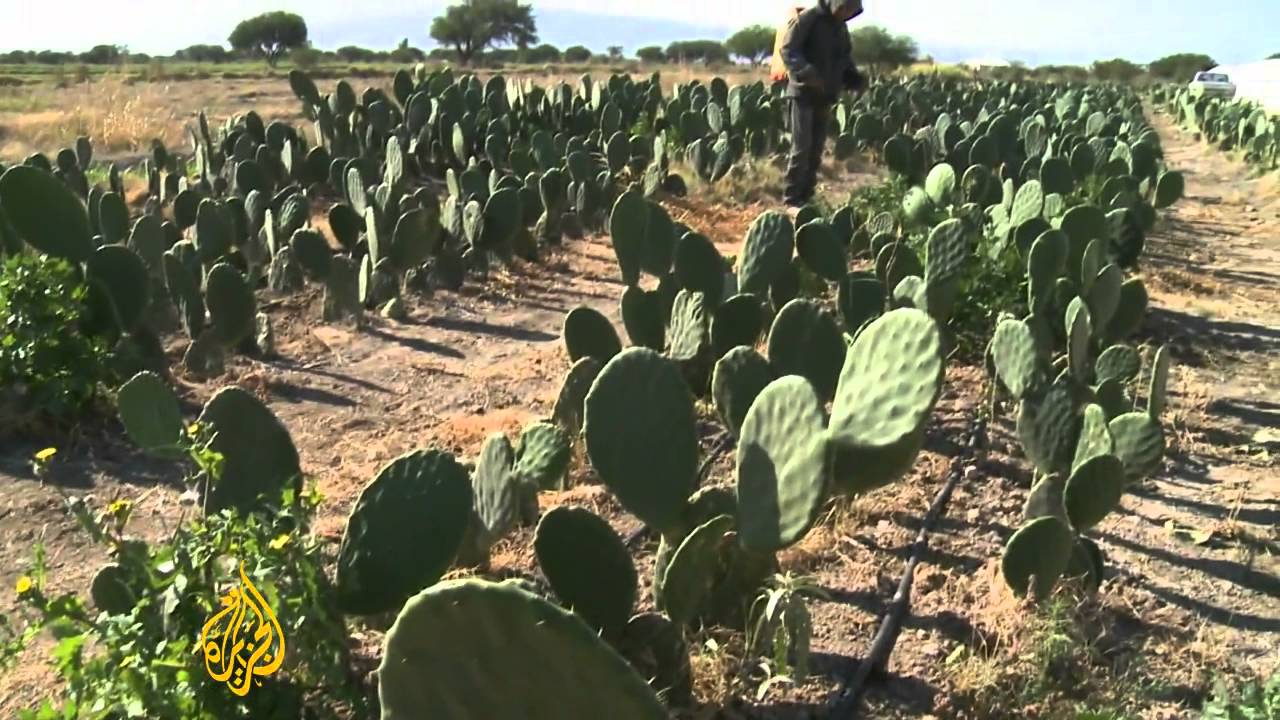 Mexico's unique wetlands in danger