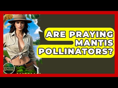 Are Praying Mantis Pollinators? - Reptilian Wonders