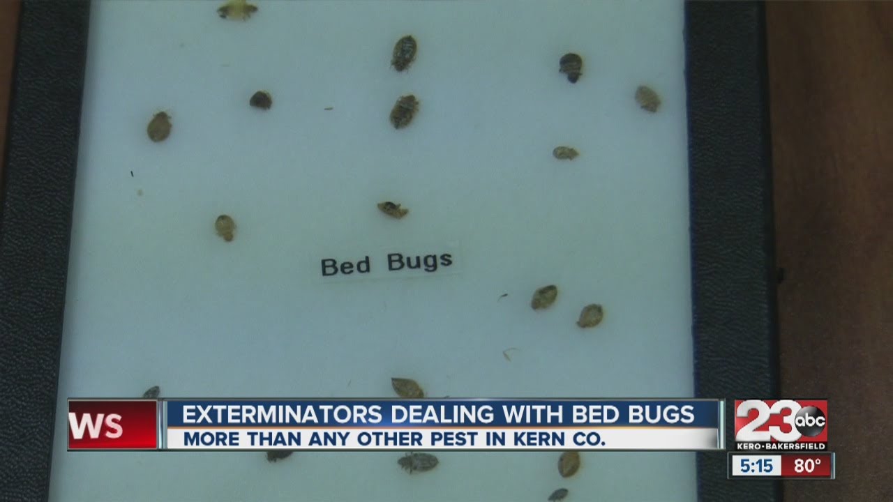 Exterminators dealing with bed bugs