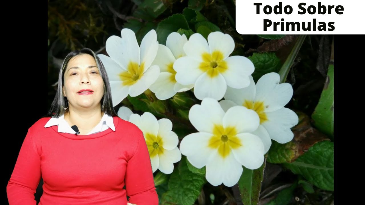 Complete Guide to Primulas | Care and Reproduction
