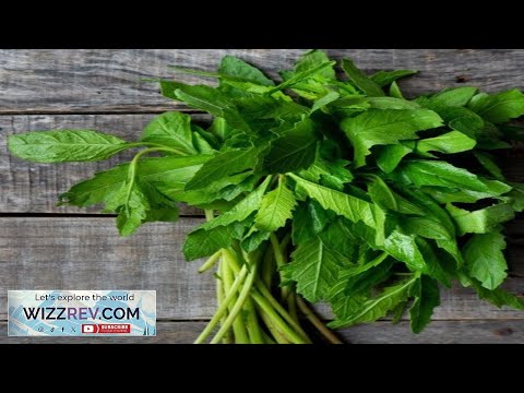 Epazote Mexican Herb Seeds Order online now Seeds Review