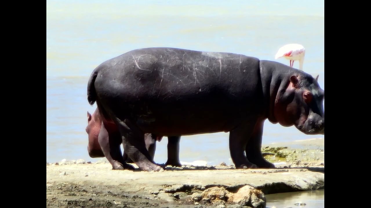 Crocodiles, Hippos, lizards in Tarangire National Park, Ngorongoro Conservation Area And Serengeti