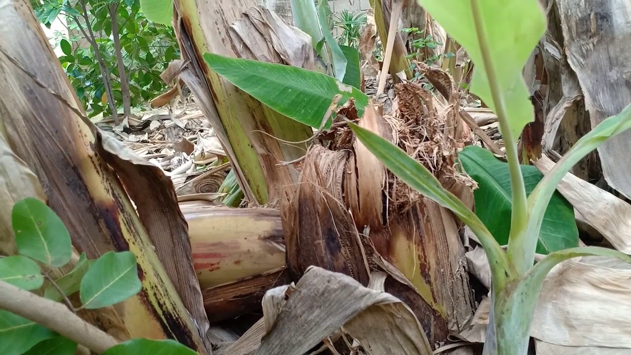 A small LIZARD in banana tree