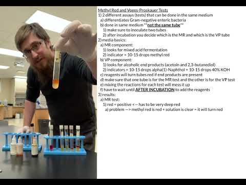 Methyl Red and Voges-Proskauer Tests