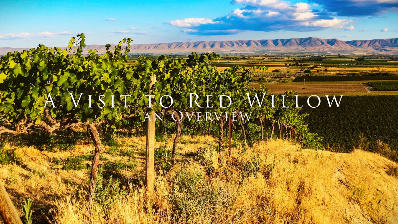 A visit to Red Willow Vineyards, an Overview