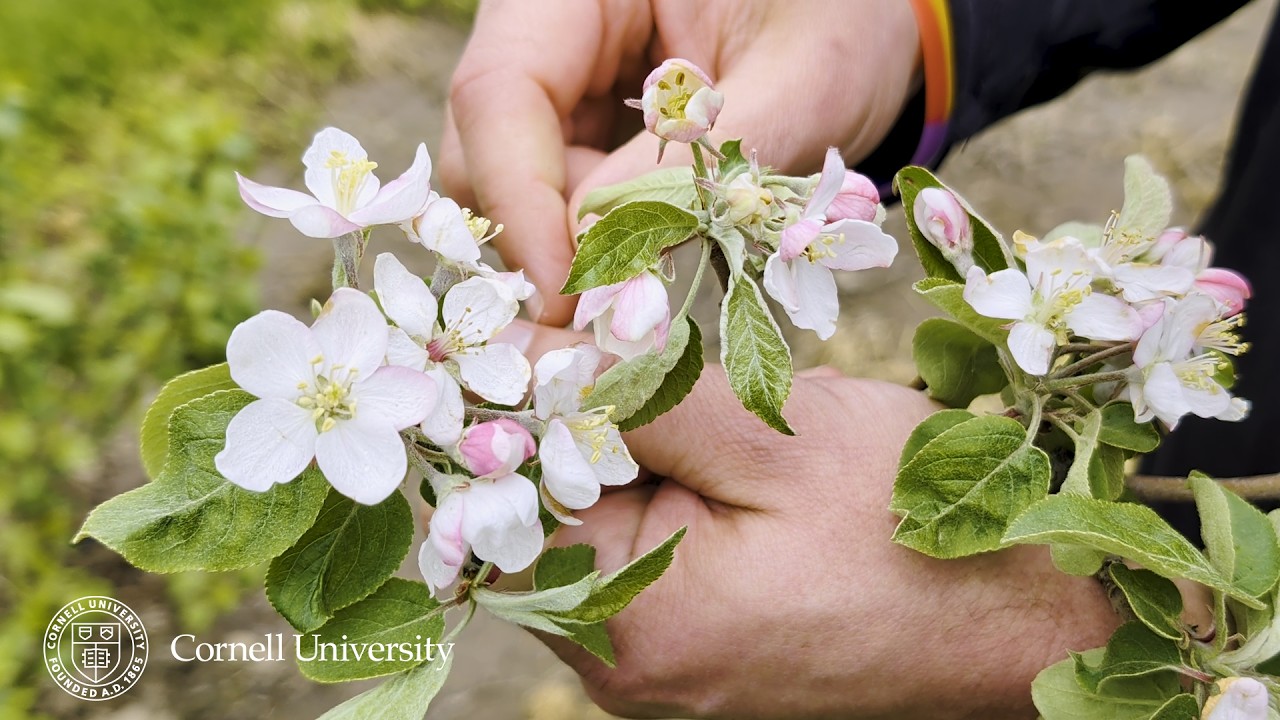 How does a spring freeze impact the blossom of an apple tree?