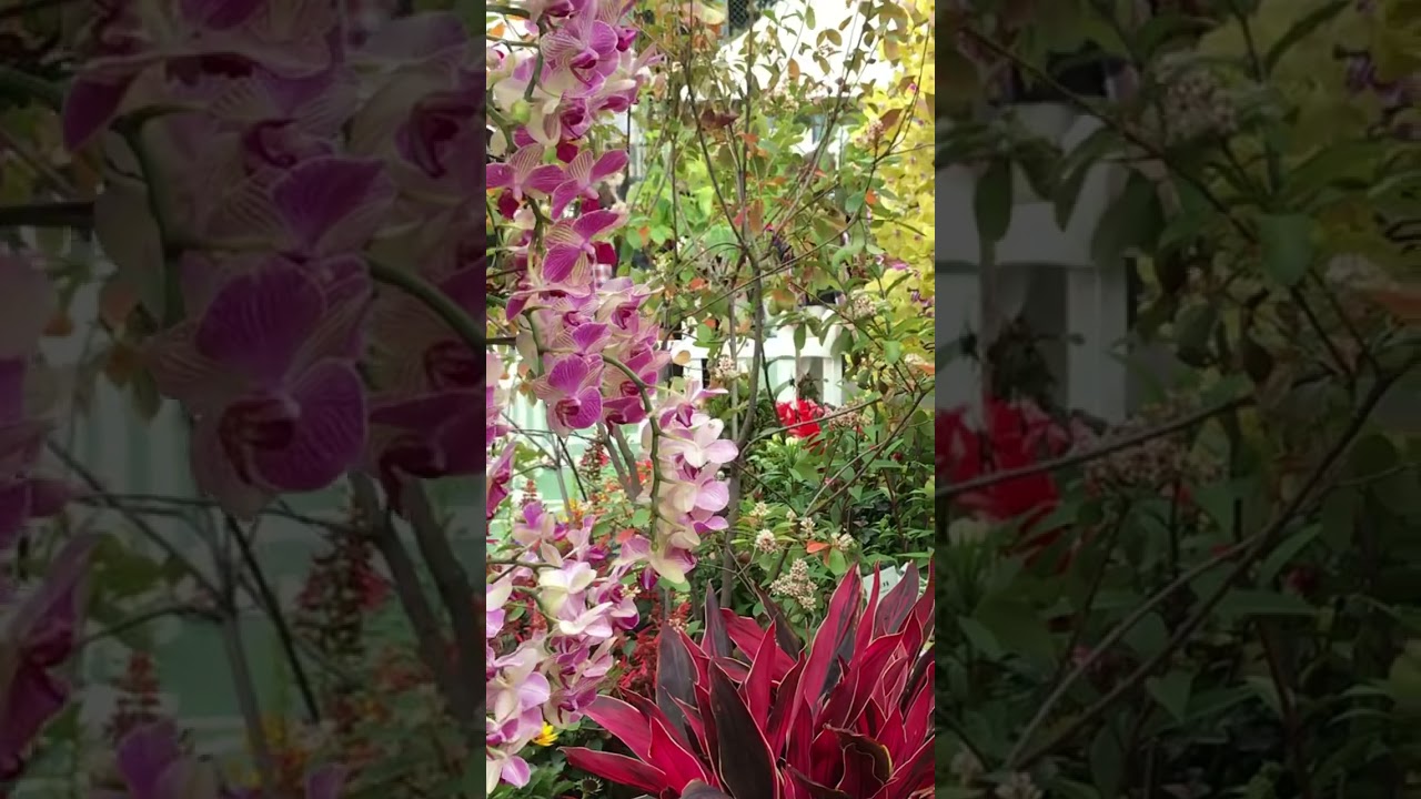 Bunga anggrek yang indah#shortvideo