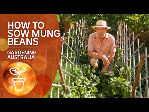 How to sow mung beans