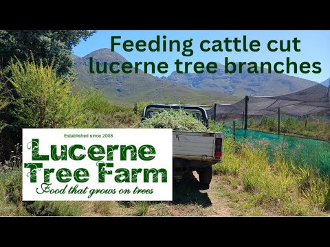 Feeding cattle cut lucerne tree branches | Lucerne Tree Farm