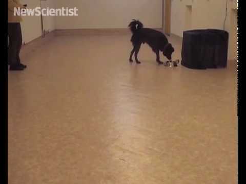 Growl distinction
