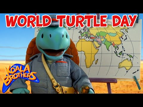 World Turtle Day 🐢🌎 | @KoalaBrothersTV | #KoalaClips | Animation for Kids