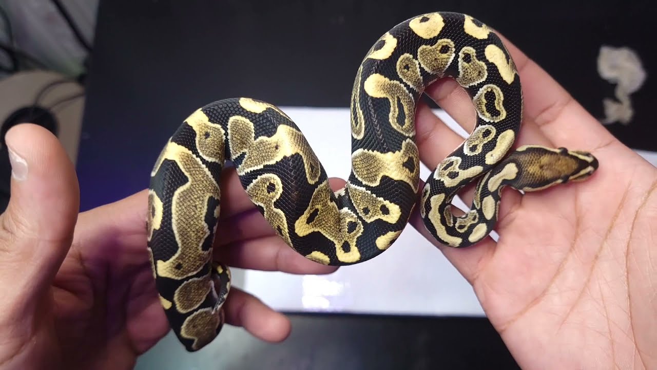 UNBOXING! New Ball python!