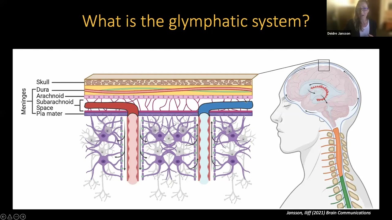 Understanding sleep dynamics in cognitive decline
