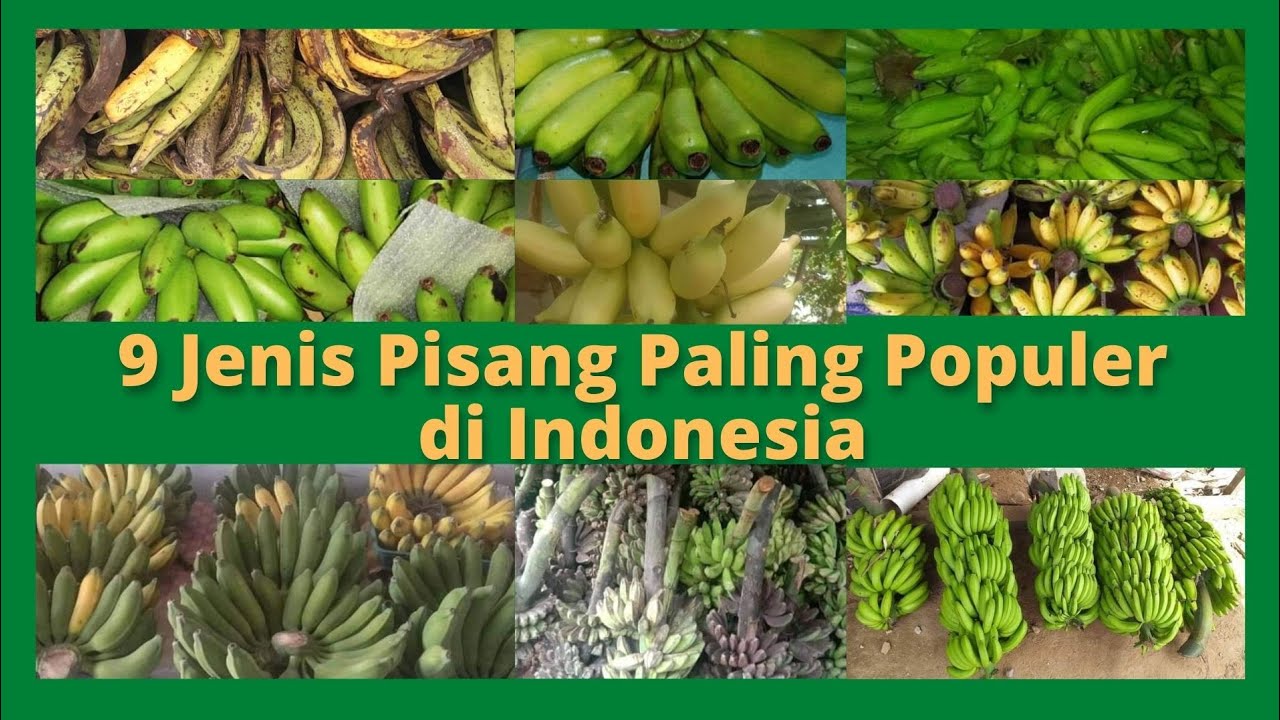 Inilah 9 Jenis Pisang Paling Populer di Indonesia