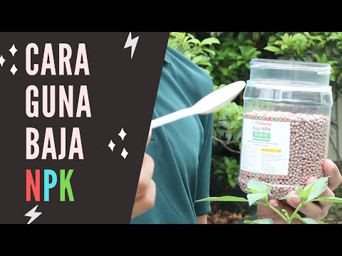 Pokok Cili Lecuh Baja? Ini Cara Guna Baja NPK Yang Betul