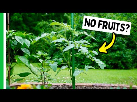 Here's Why Your Plants Aren't PRODUCING 🍅