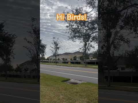 Check Out This Flock #birds #animals #cute