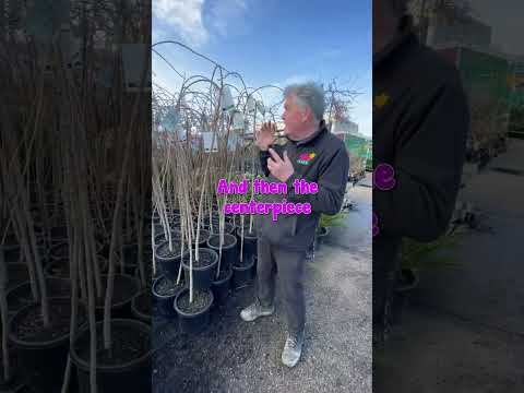 Watch this Video to Find Out How to Get a FREE Weeping Cherry!