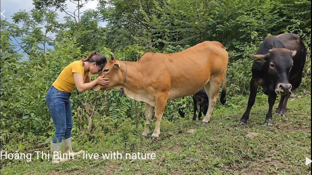 A day harvesting corn on the hillside of a Vietnamese rural girl on a farm